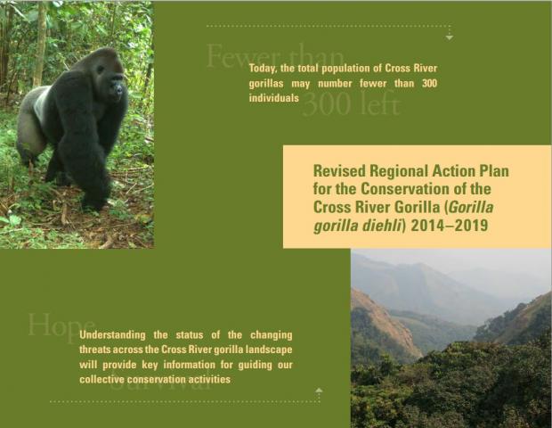 cross river gorilla conservation