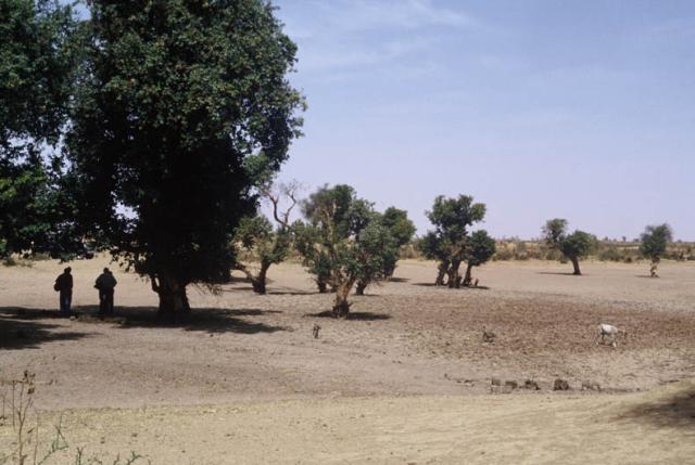 Mature trees overshadow the soil in the dry season, providing fodder ...